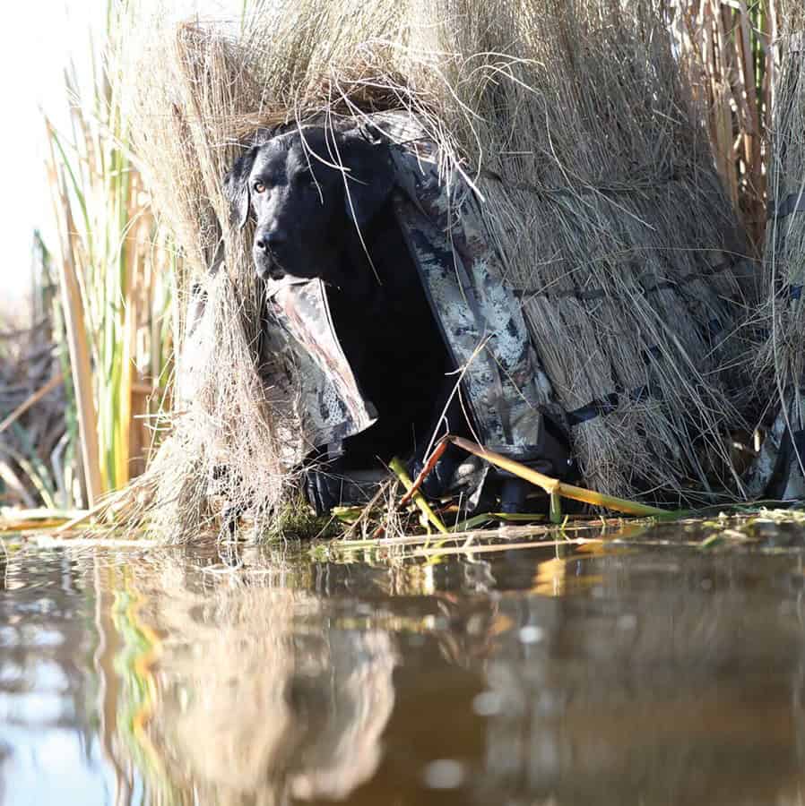 MOmarsh Dog Blind Invisi-Lab Optifade Marsh | UPCO