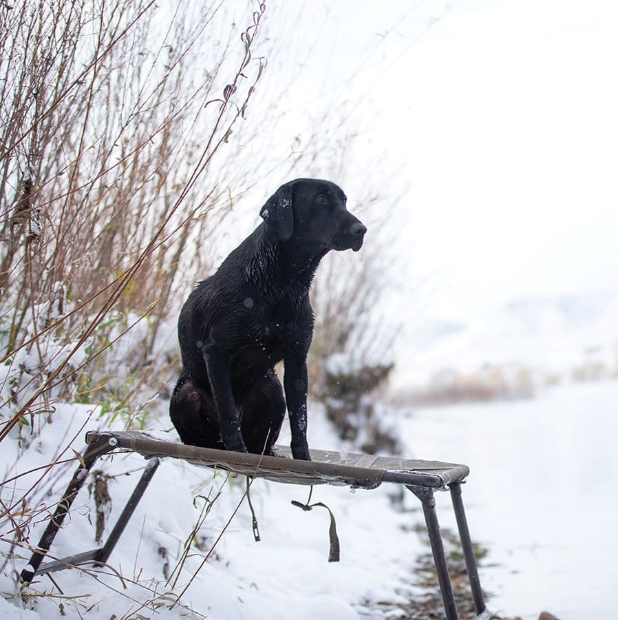 MOmarsh Final Stand Elevated Dog Platform